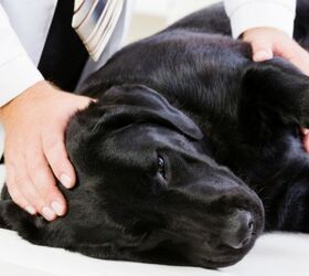 Dangerous “Strep Zoo” Making The Rounds in Arizona Pets | PetGuide