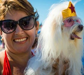 It’s A Dog’s Life In Rio De Janiero’s Carnaval Dog Parade [Video | PetGuide