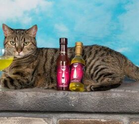 It’s National Drink Wine With Your Cat Week and the Drinks Are On ...
