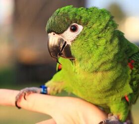 Hahns Macaw Health, Personality, Sounds, Habitat and Colors | PetGuide