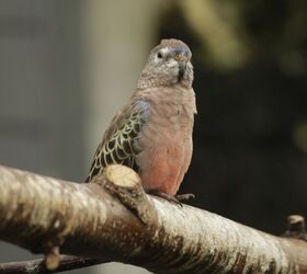 Bourke’s Parakeet | PetGuide