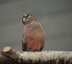 Bourke’s Parakeet | PetGuide