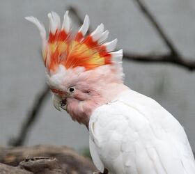 Major Mitchell's Cockatoo Health, Personality, Colors, and Sounds ...