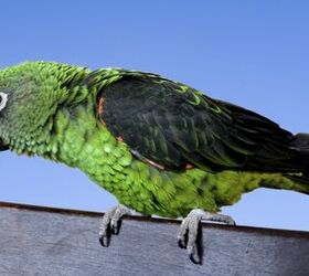 Jardine's Parrot Personality, Health, Care, Feeding, Colors and Sounds ...