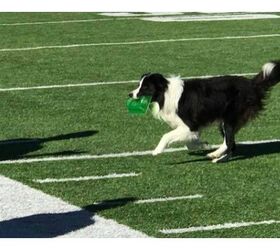 Furry Tee-Fetcher Steals Football Fans’ Hearts [Video] | PetGuide