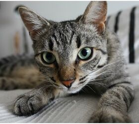 Look What The Curious Cat Dragged In – a Bag Full Of Drugs! | PetGuide