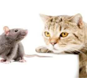 Study: Cats Aren’t As Concerned With Rats As We Thought They Were ...