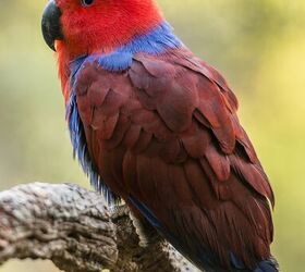 Vosmaer's Parrot Health, Personality, Colors, Sounds, and Habitat ...