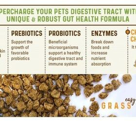 The Perfect Poop And Why It’s So Important | PetGuide