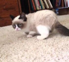 Grumpy Cat Chemistry