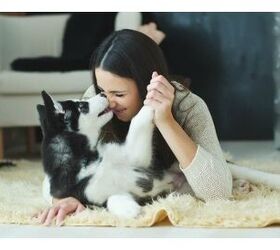 Researchers Find Pet Parents Don’t Always Agree With Shelter Pet Des ...