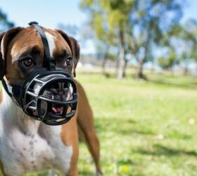 Why The Baskerville Ultra Muzzle Is One Of The Best Dog Muzzles We’v ...