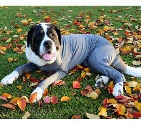 Chilly Dogs Need Shed Defender’s New Winter Fleece | PetGuide