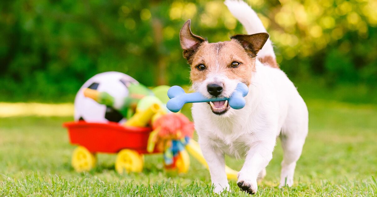 Best Cheap Dog Toys Under 5 PetGuide Best Cheap Dog Toys Under 5 PetGuide
