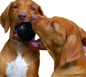 Best Dog Balls | PetGuide
