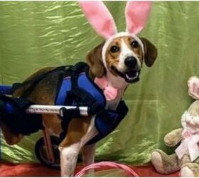 2-Legged Dog Lieutenant Dan Wins Cadbury’s Easter Bunny Contest | PetGuide