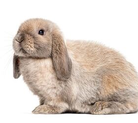 10 Best Rabbits for Kids | PetGuide