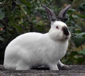 10 Best Rabbits for Kids | PetGuide