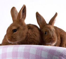 10 Best Rabbits for Kids | PetGuide