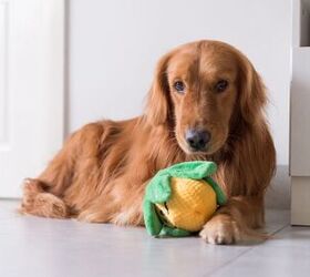 Help! My Dog is Aggressive Over Toys! What Now? | PetGuide