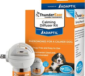 What Is Pica In Dogs? | PetGuide