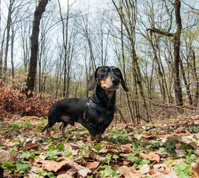 Missing Dachshund Found Safe after Surviving 529 Days in the Wild ...