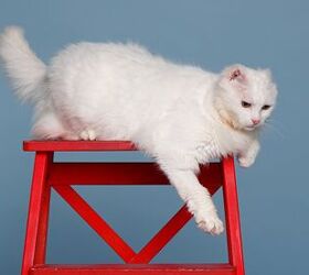 Vets are warning owners of cats with light-colored ears to protect ...