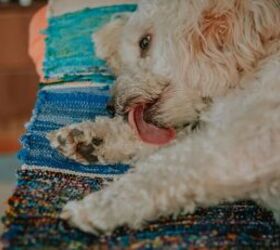 7 Signs Your Pet Might Be Stressed | PetGuide