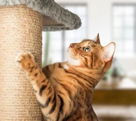 Why Your Cat Still Scratches The Furniture—Even With a Scratching Post ...