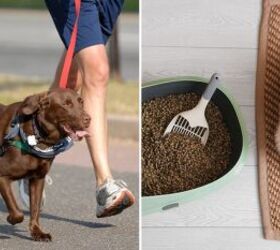 6 Critical Questions to Ask Before Hiring a Pet Sitter | PetGuide