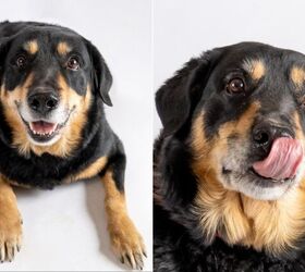 Adoptable Dog of the Week – Sosa | PetGuide