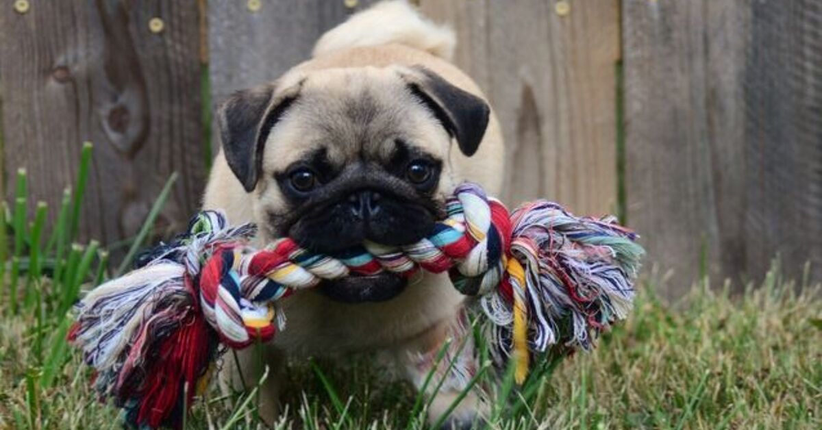 10 Best Teething Toys For Puppies PetGuide 10-best-teething-toys-for-puppies-petguide
