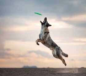 High Energy Dogs Need High Energy Fuel | PetGuide