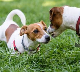 Ask the Animal Communicator - Family Friction | PetGuide