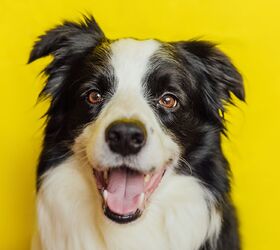 What’s Written on Your Dog’s Face? | PetGuide