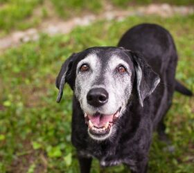 Finally Home Retirement Home: A Place Where All Senior Dogs Are Loved ...