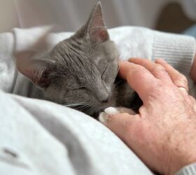 Human-Cat Amputee Duo Teams Up To Help Others Through Animal Therapy ...