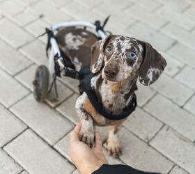 New Tool Detects and Predicts Dog Mobility Issues | PetGuide