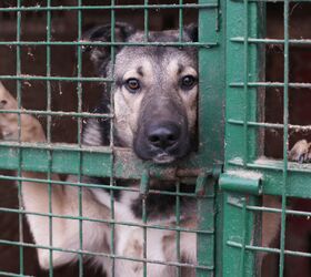 More Dogs Than Ever Euthanized as Shelters Hit Capacity | PetGuide