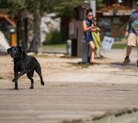 Dog Ran A Mile to Her Doggy Daycare Center for Help After A Car Crash ...