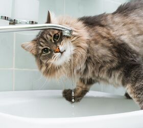 Cat Learns to Turn on the Sink Faucet, Causing Cat-astrophic Flood ...