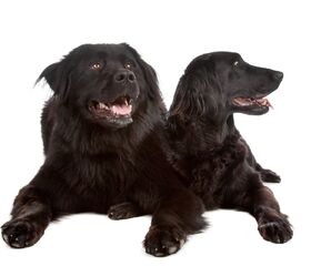 Dog Siblings Reunited After 13 Years Apart Thanks to a DNA Test | PetGuide