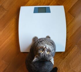 A 40 Pound Cat, Patches, Down 15 Pounds One Year After Adoption | PetGuide