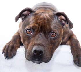 Rare Six-Month-Old Puppy With Five Legs Gets Adopted | PetGuide