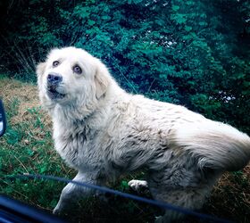 A Month of TLC Transforms a Practically Feral Dog Into a Loving Pet ...