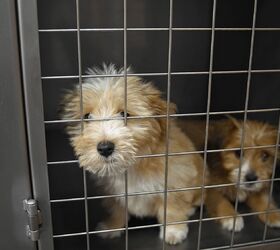 Pairing Shelter Dogs Reduces Stress and Helps Them Get Adopted Faster ...